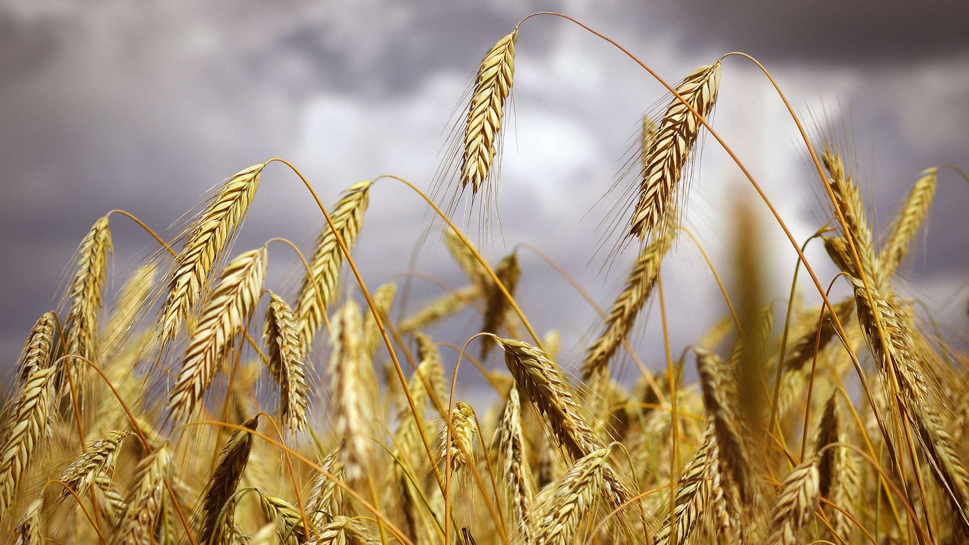 Le seigle, célèbre pour son pain - Photos Futura