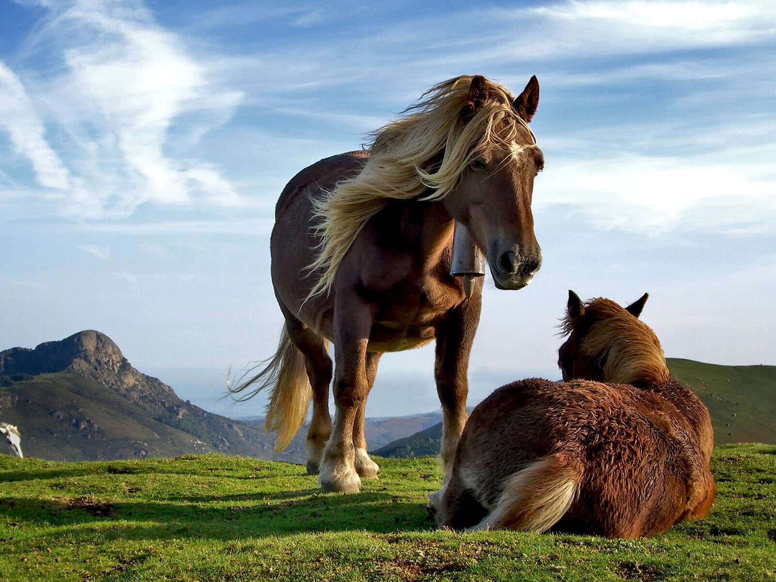 Pottok au pays Basque - Fond d'écran et images gratuites