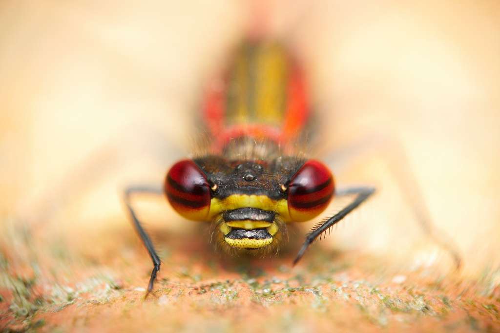 Définition | Euarthropodes : diversité, adaptation et rôle écologique
