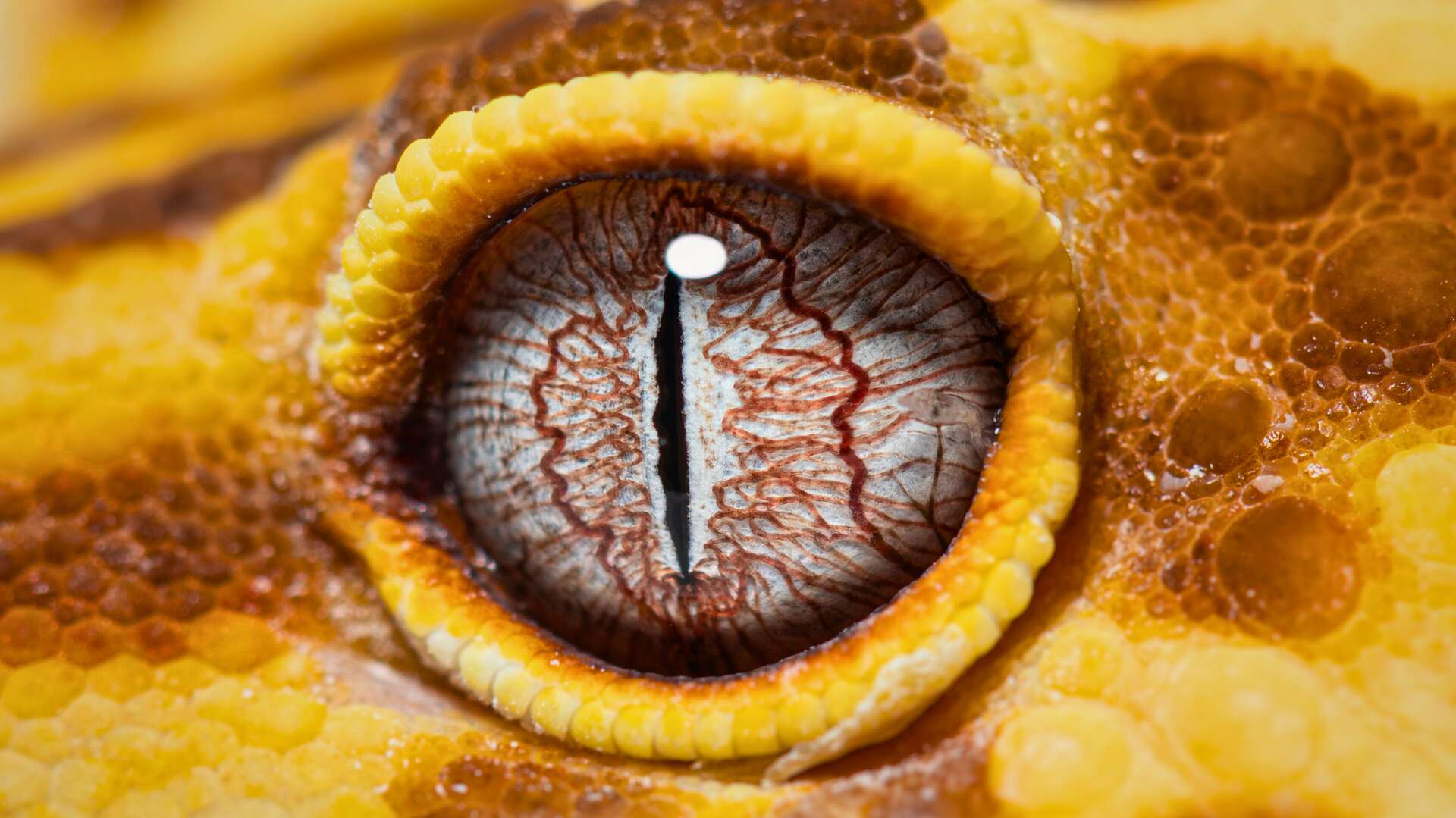 Humains Aux Yeux De Serpent Gérathon | Wiki Animal Tatoo | Fandom