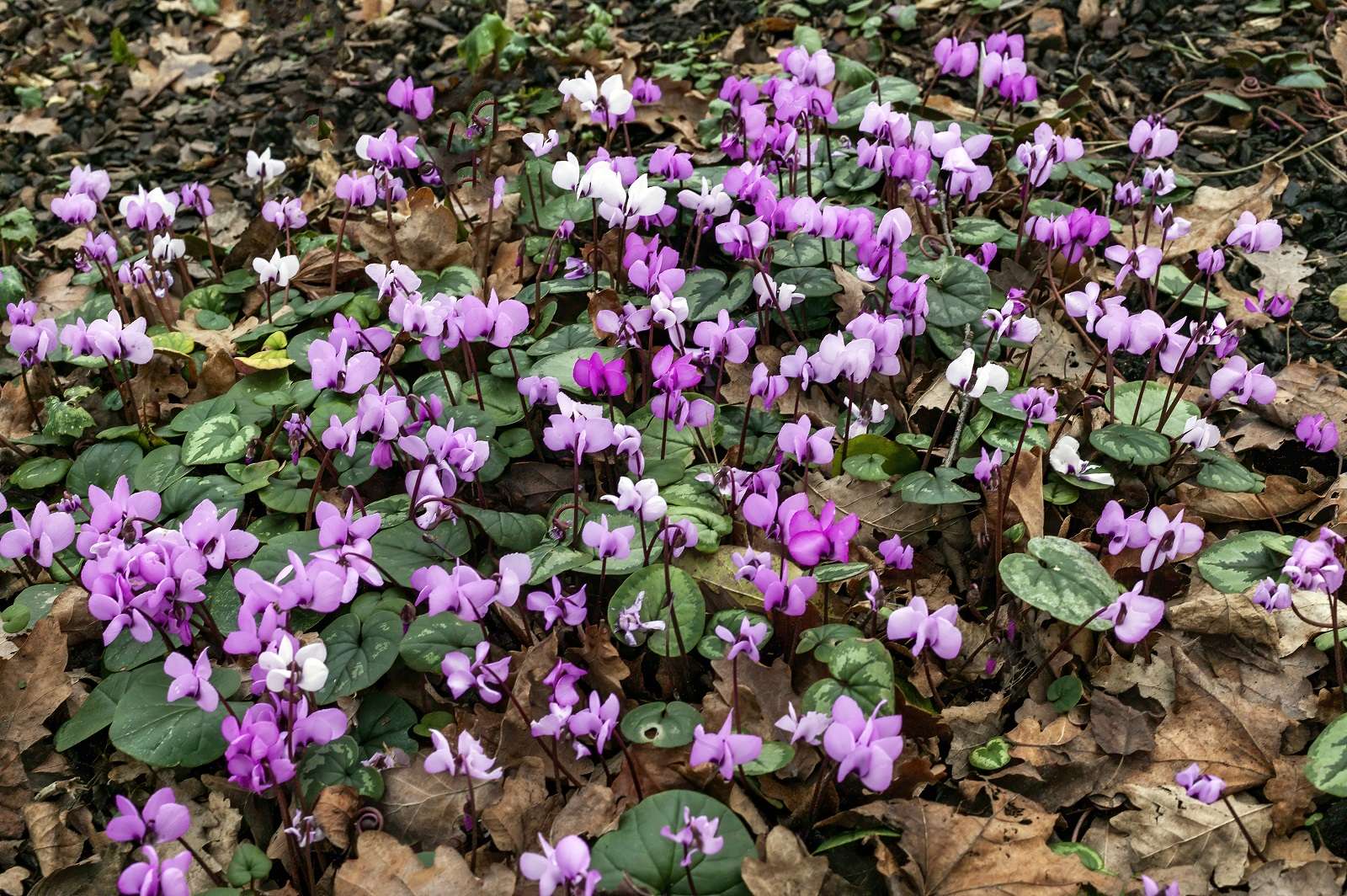 Quand et comment planter les bulbes d'automne