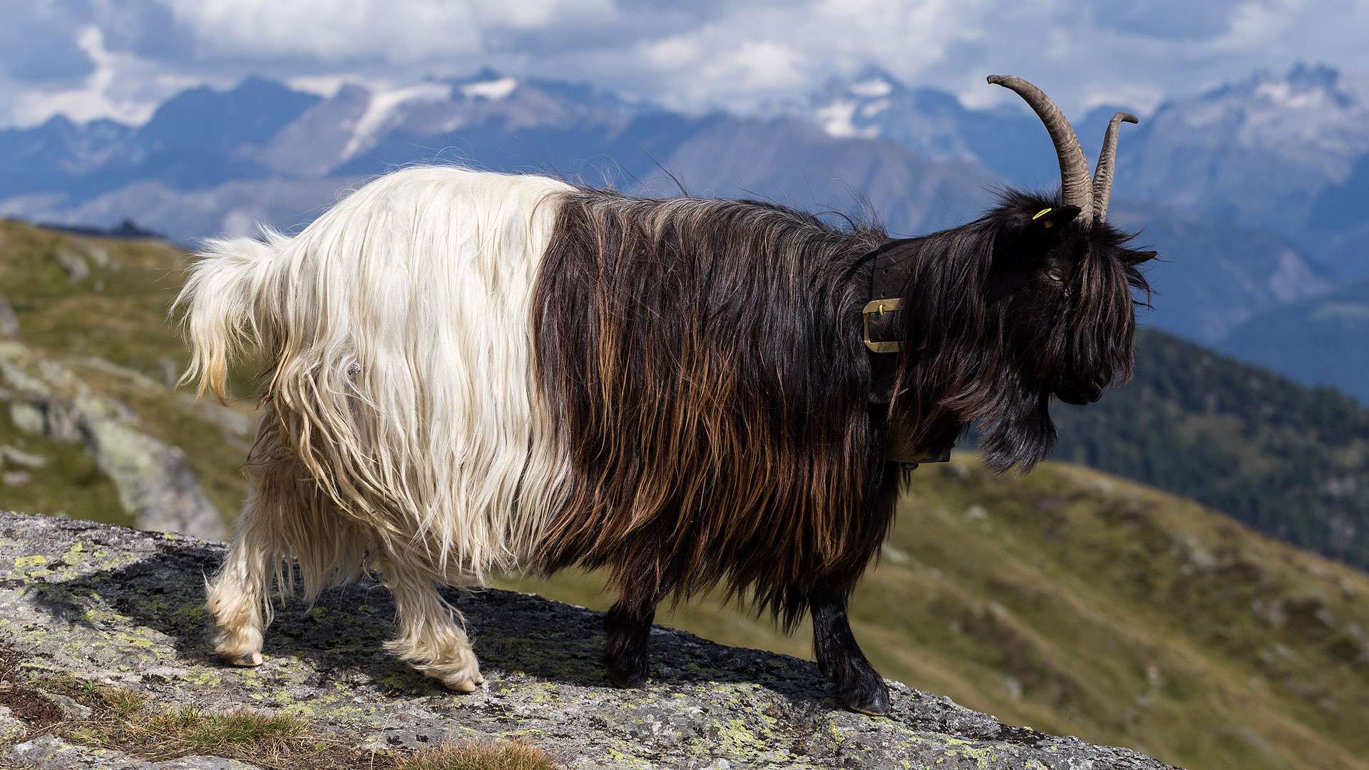 Une chèvre protégée - Photos Futura