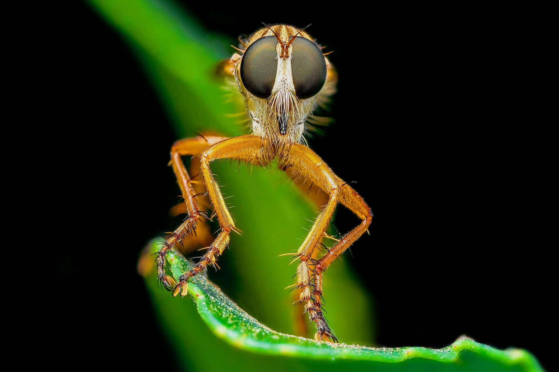 Une petite mouche prédatrice - Photos Futura