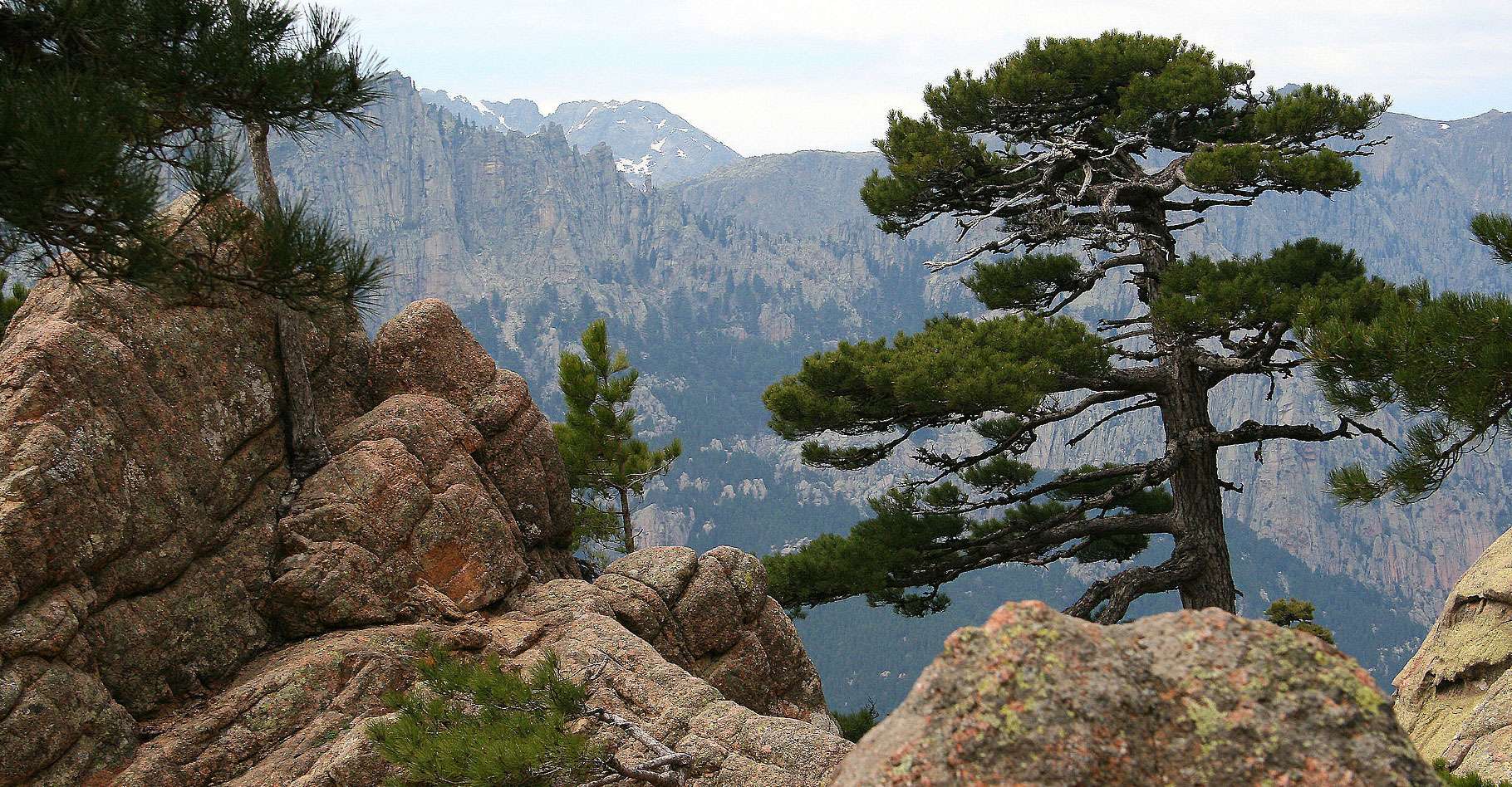 Forêt particulière : forêt de pins laricio en Corse | Dossier