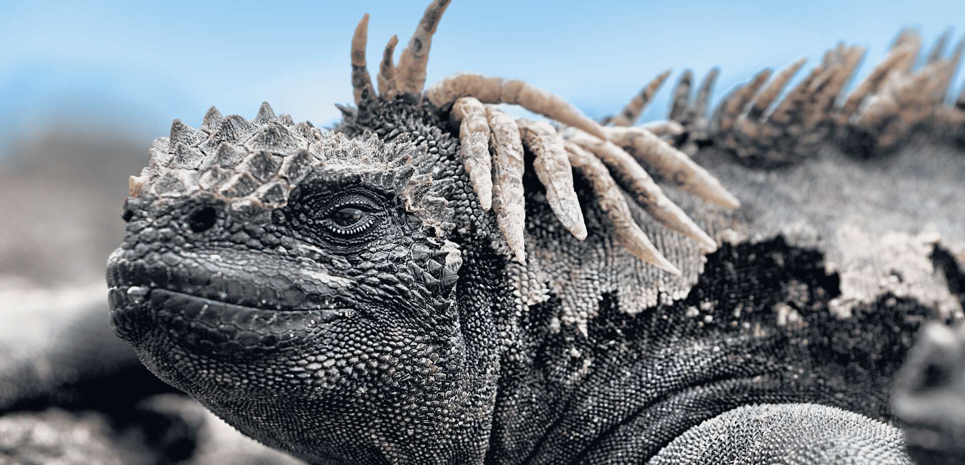 L'iguane marin éternue... du sel