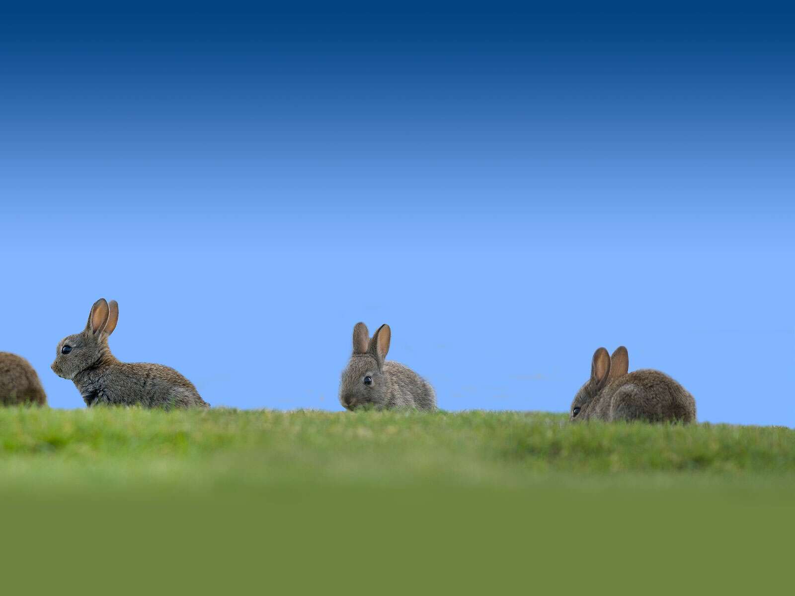 Lapins Chibolton réunion au sommet