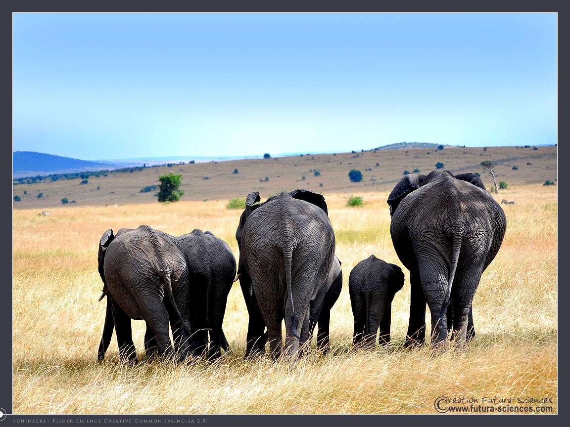 Famille d'éléphants