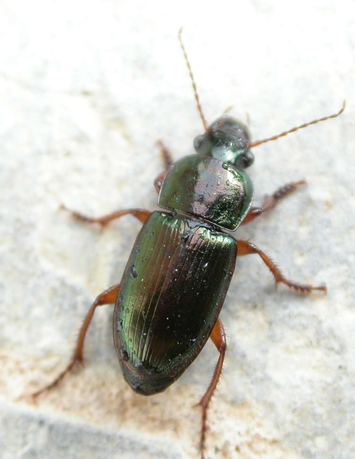Définition | Carabidé - Carabidae