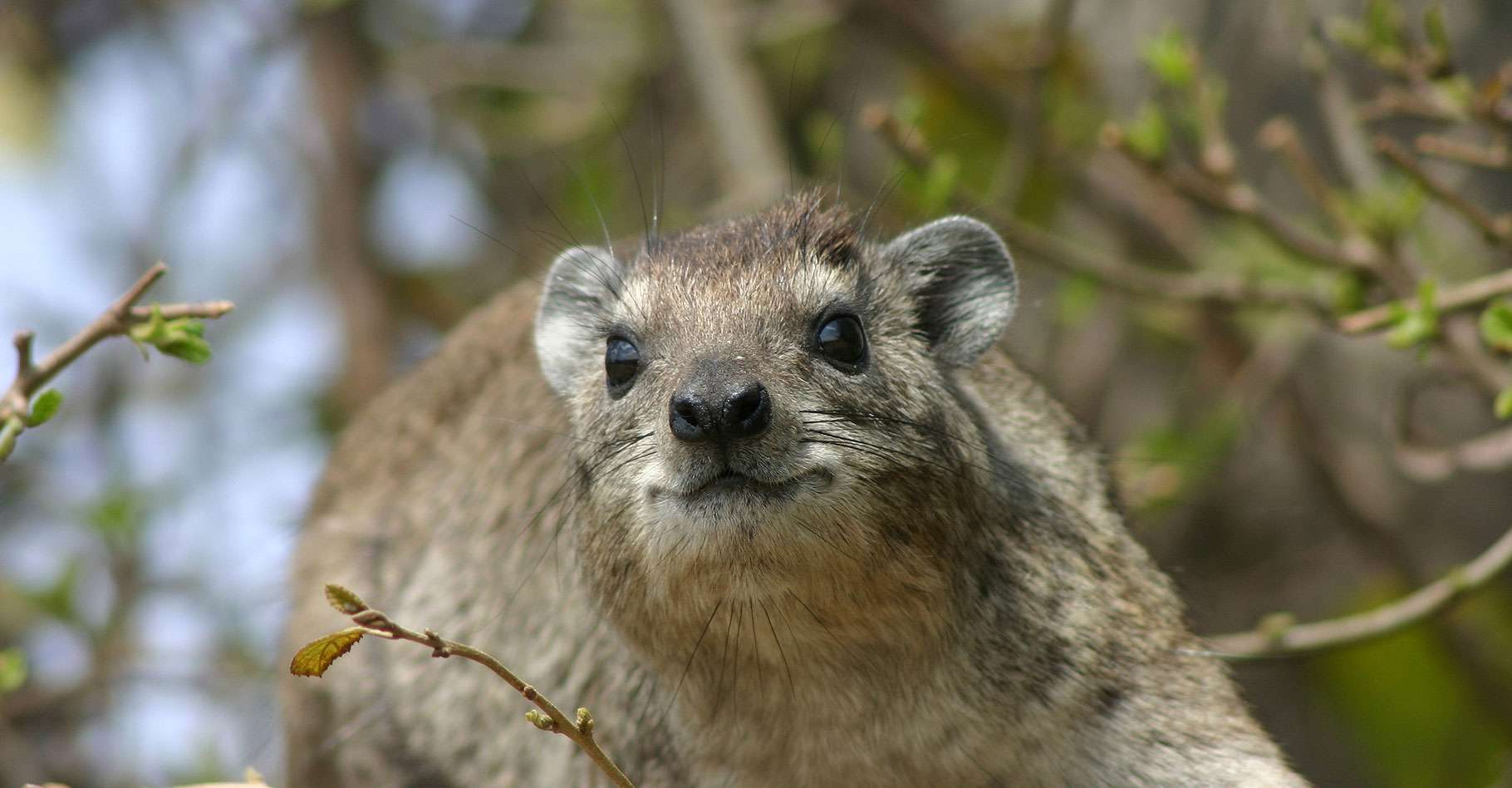 Caractères anatomiques généraux du daman | Dossier