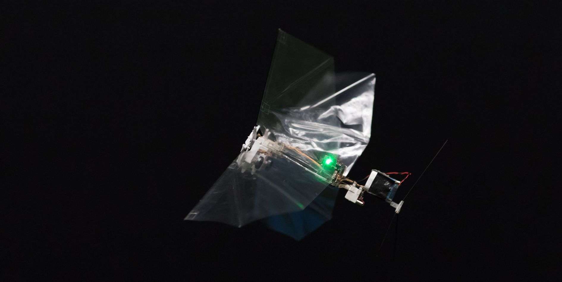 DelFly Nimble : le robot qui vole comme une mouche