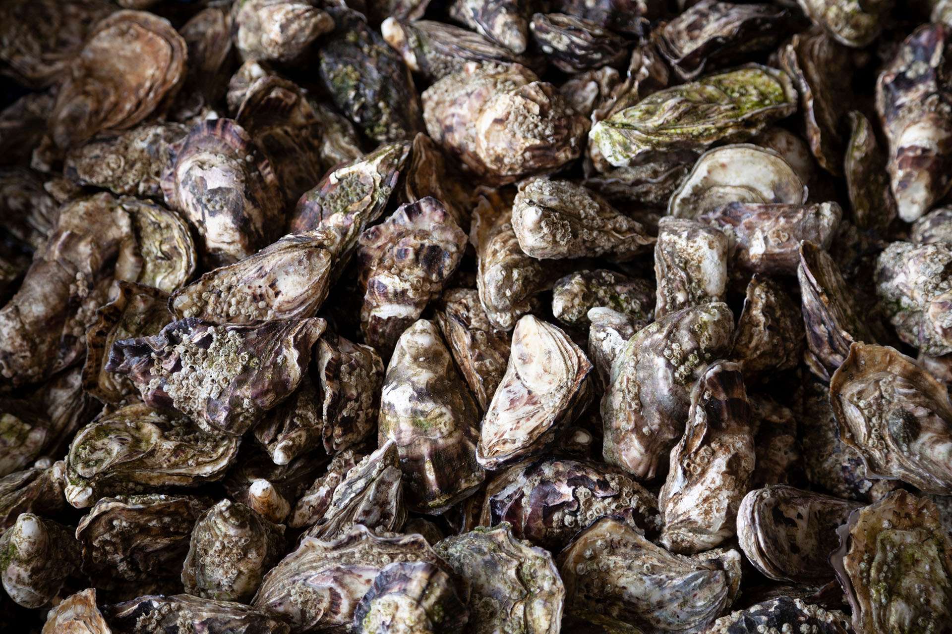 Huîtres triploïdes, mollusques bivalves - Photos Futura