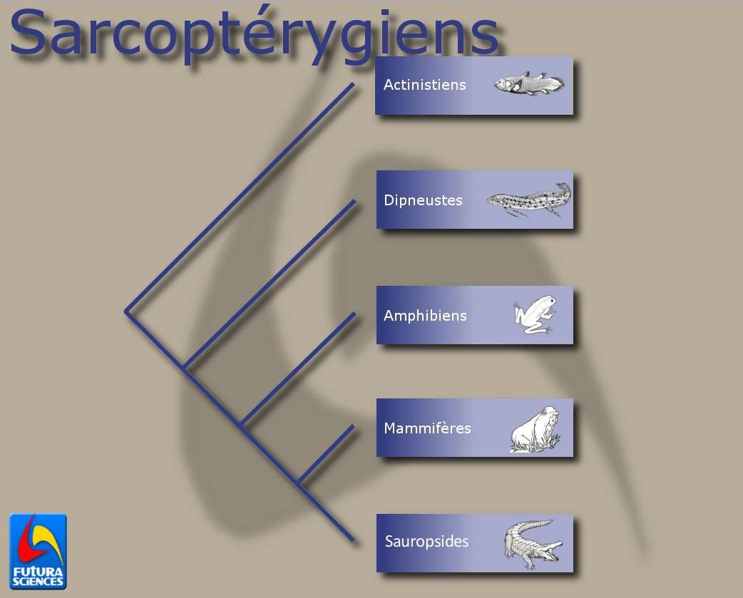Définition | Sarcoptérygien - Sarcopterygii
