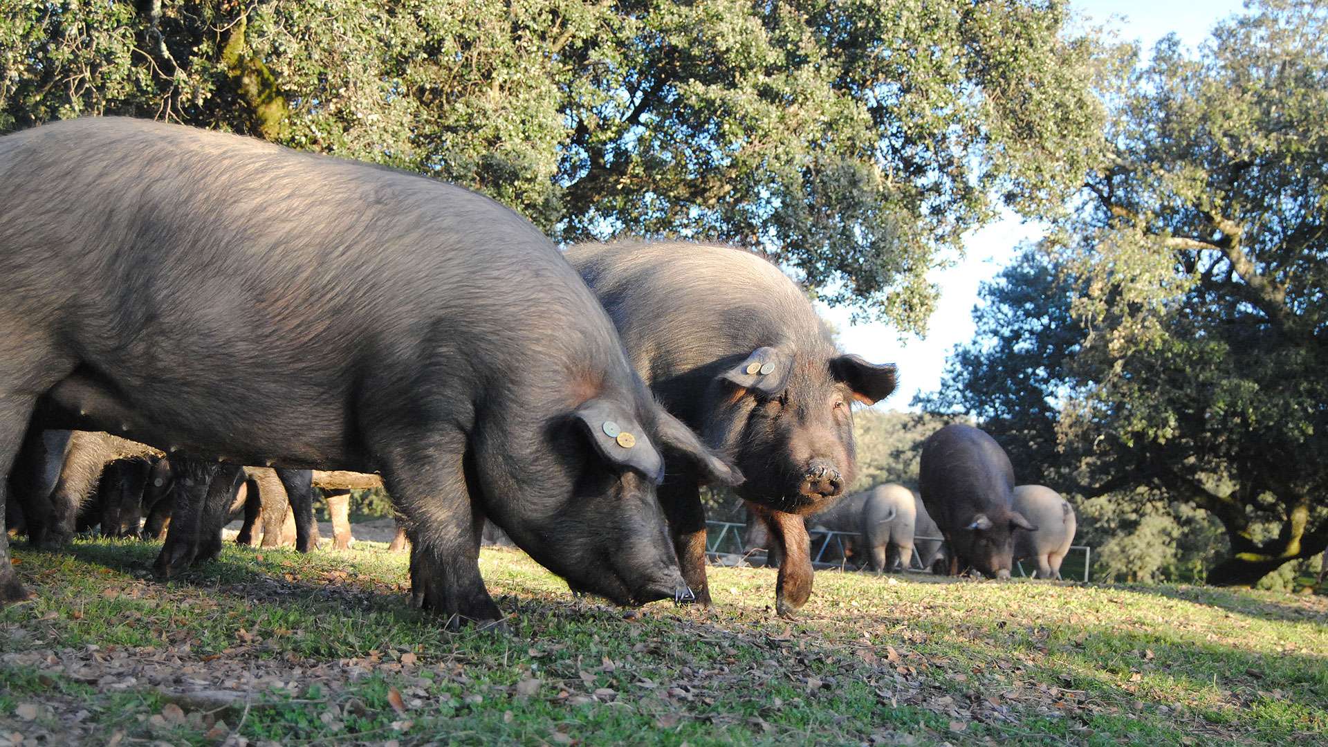 Le porc ibérique - Photos Futura