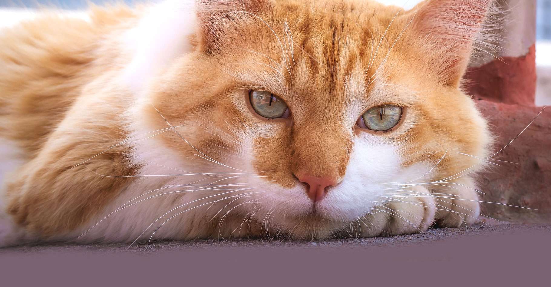 Les différentes races de chat | Dossier