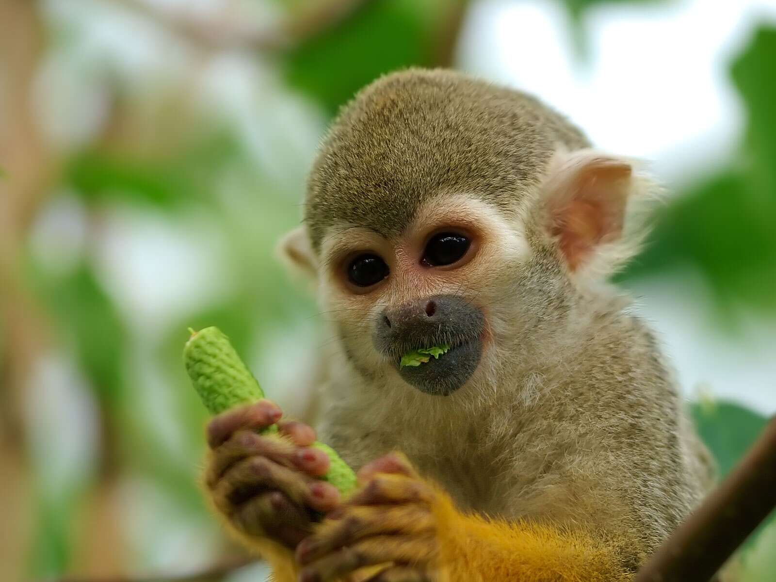 Saïmiri commun - Fond d'écran et images gratuites