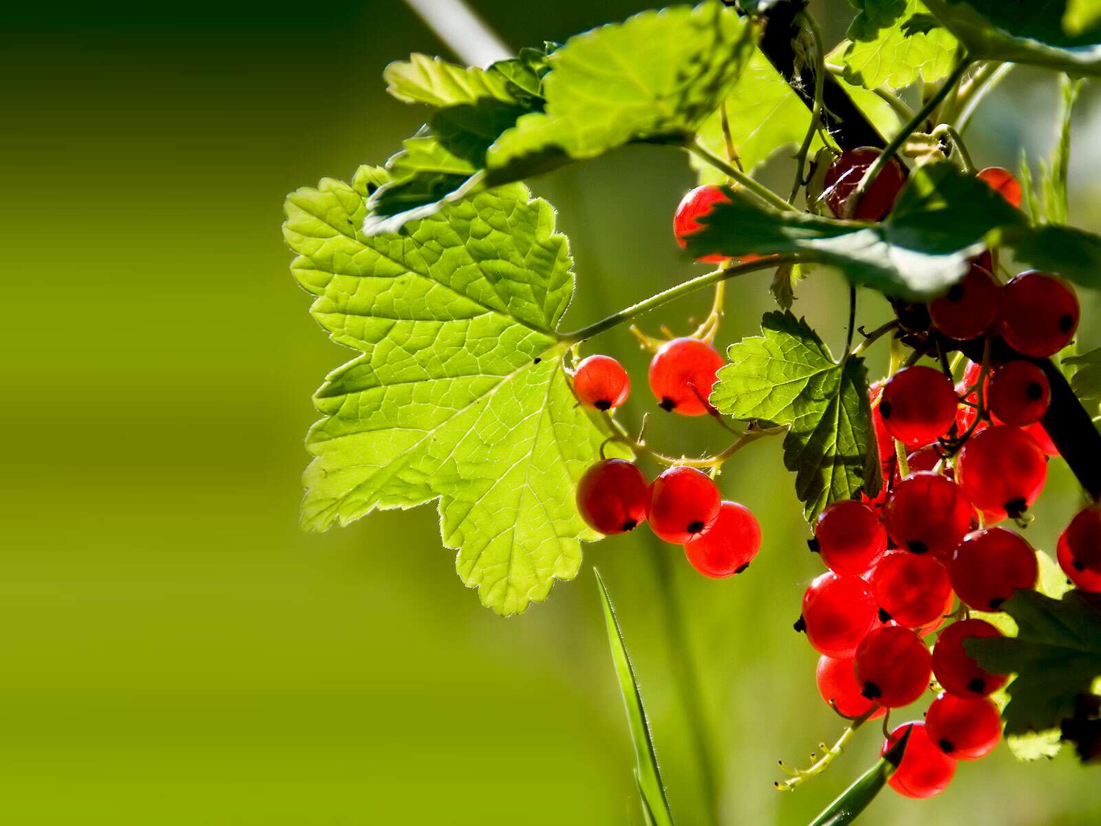 Groseilles - Fond d'écran et images gratuites