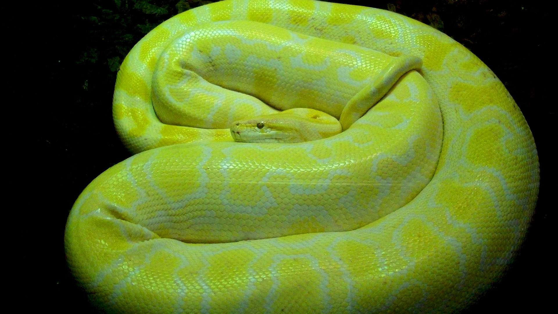 Le python birman et ses étreintes mortelles - Photos Futura