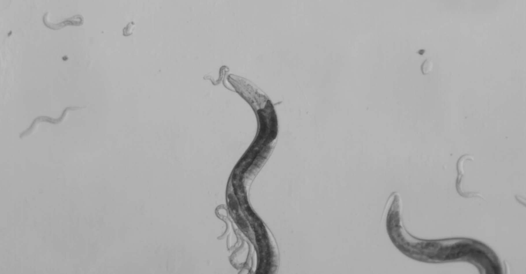 Bêtes de science : les vers ronds savent prendre des décisions