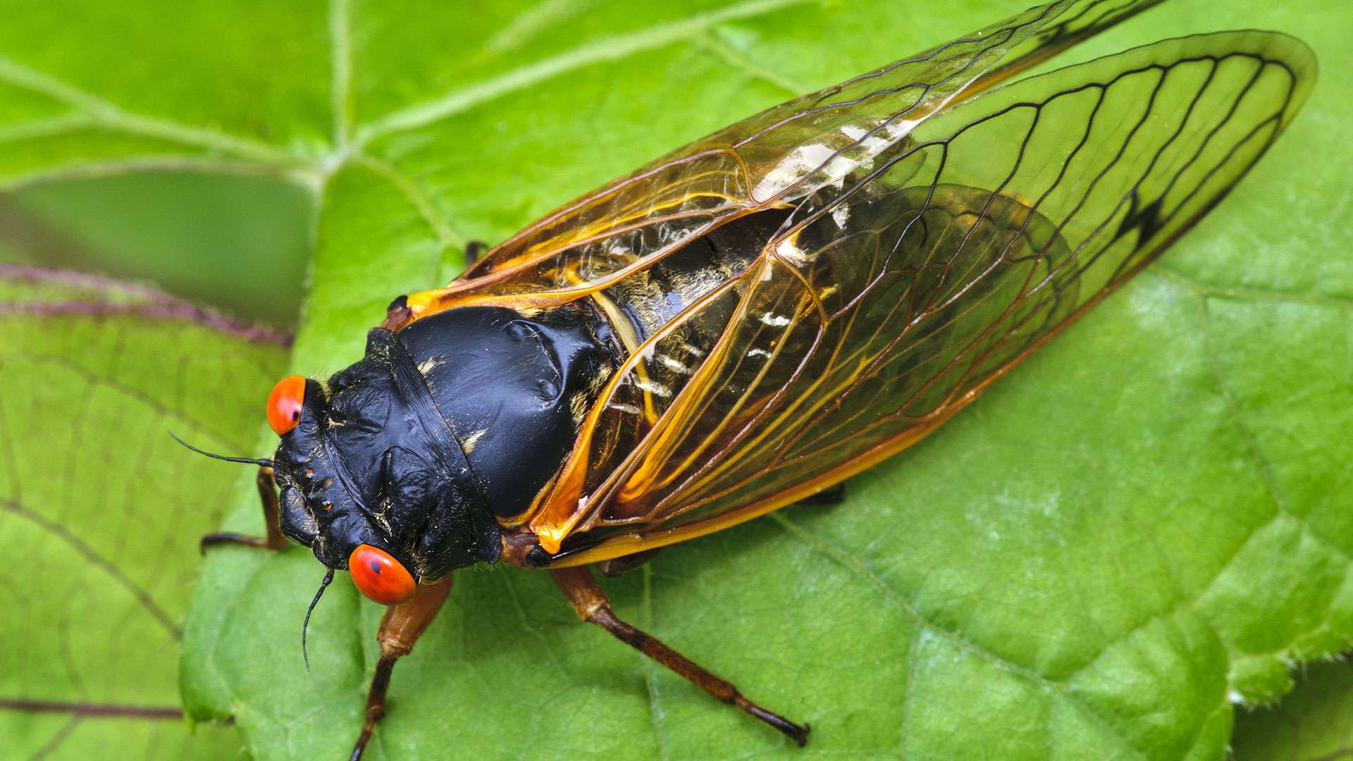Les ailes de cigales, véritables couteaux à bactéries