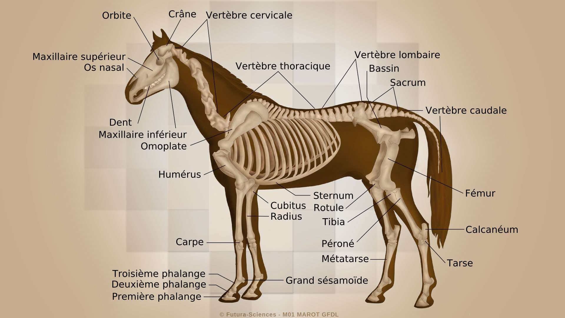 Les pieds, une zone particulièrement sensible chez les chevaux - Photos ...