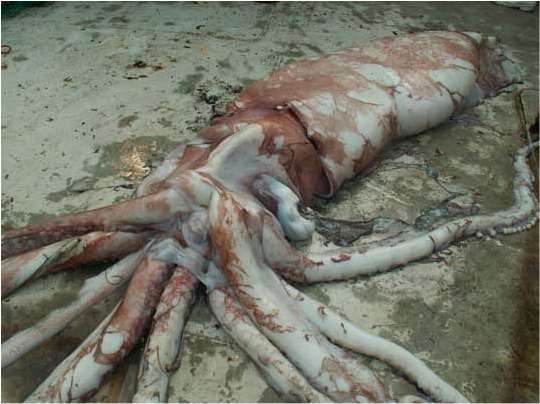 En vidéo : dissection publique d'un calmar géant