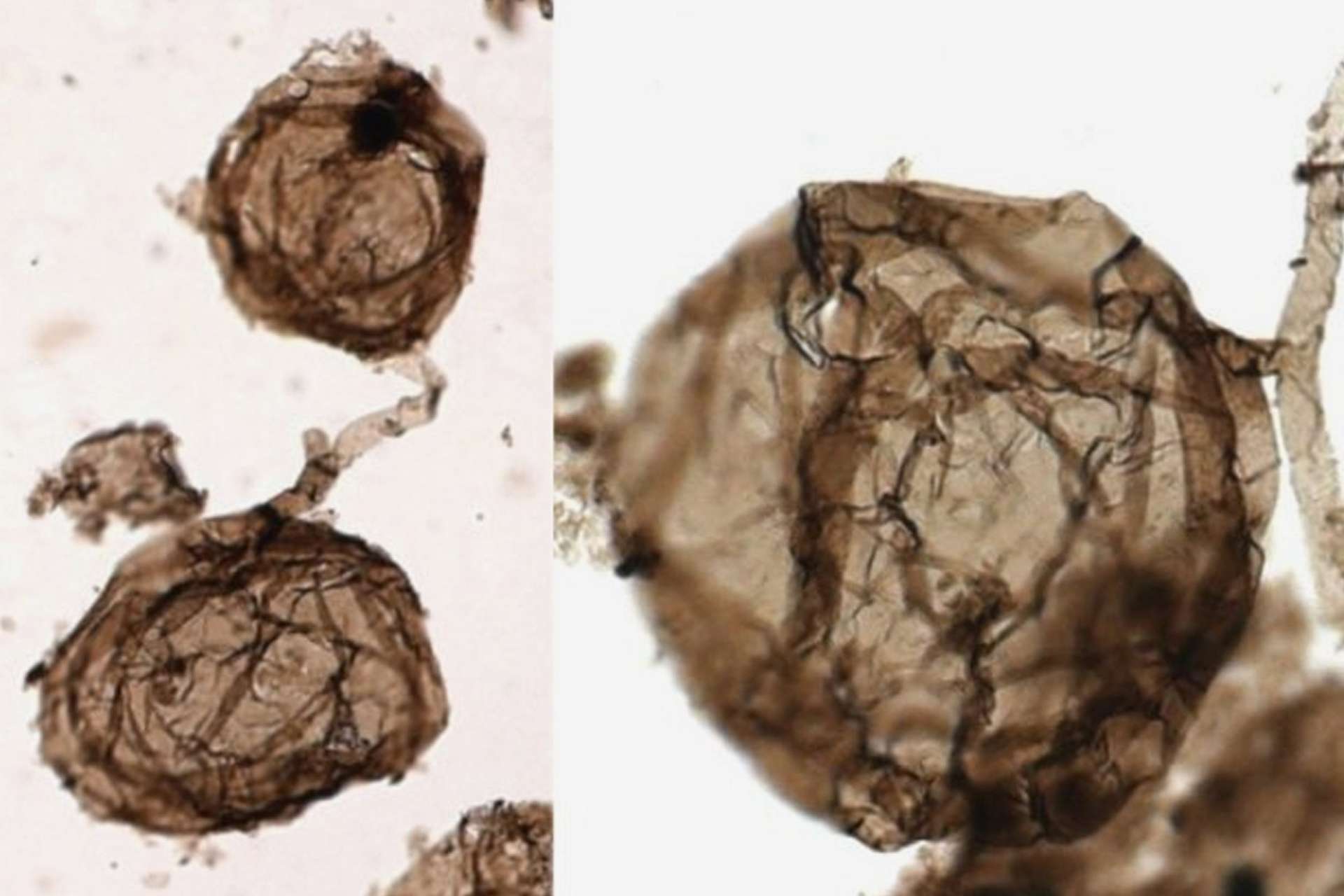 Un milliard d'années : le plus ancien champignon sur Terre vient d'être ... Un milliard d'années : le plus ancien champignon sur Terre vient d'être ...
