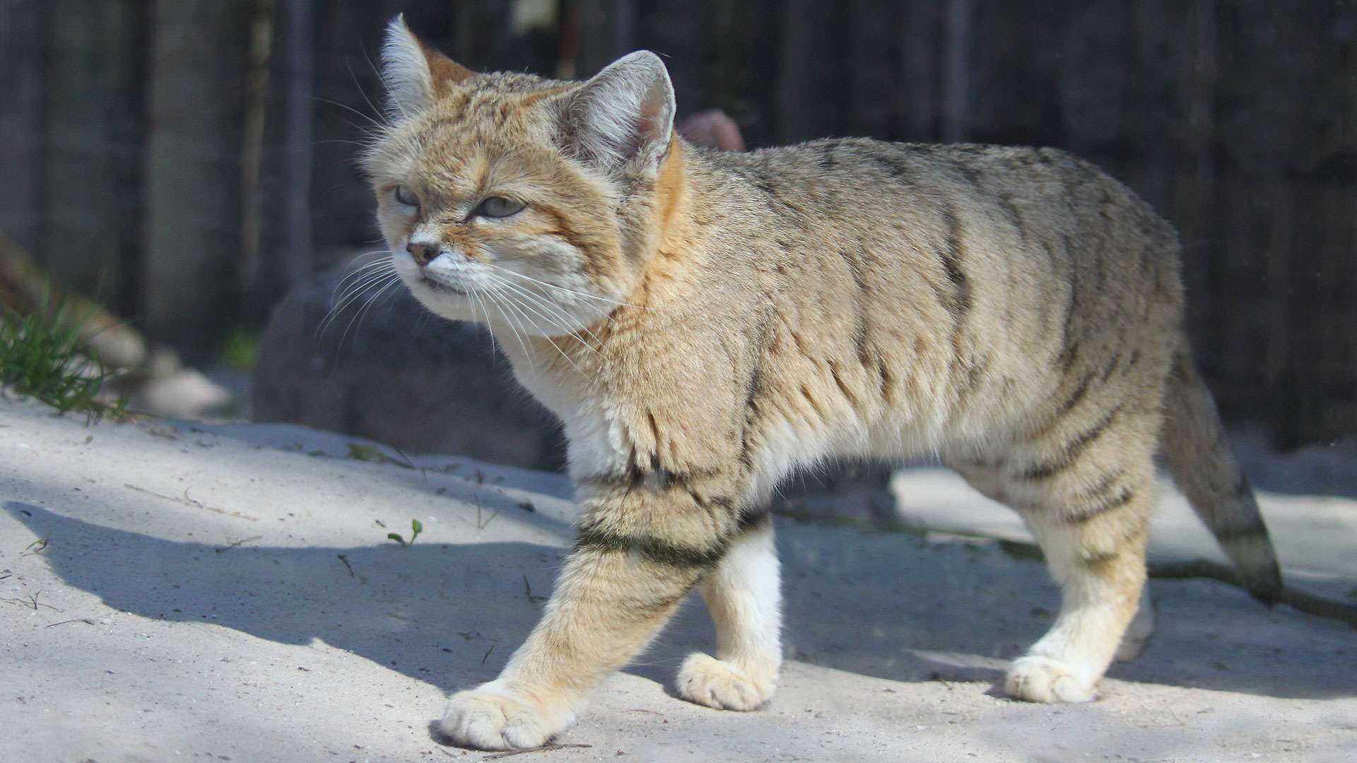 Le chat des sables - Photos Futura