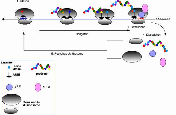 Les mécanismes d'expression des gènes | Dossier