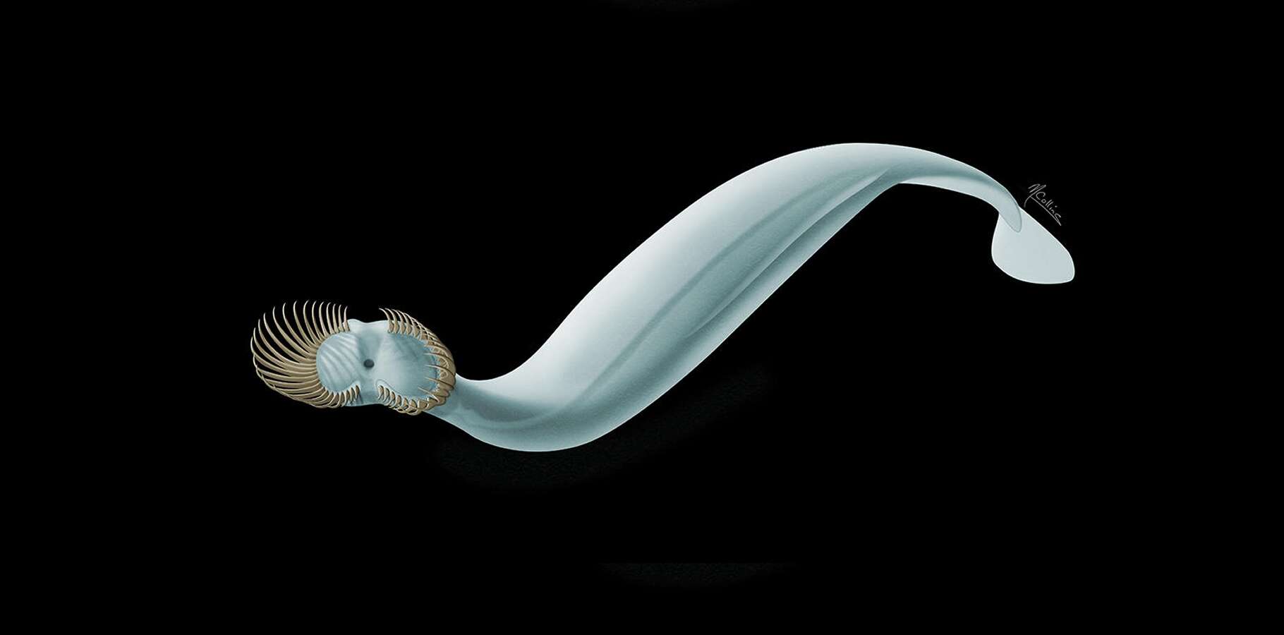 Ce ver du Cambrien était une terreur des mers