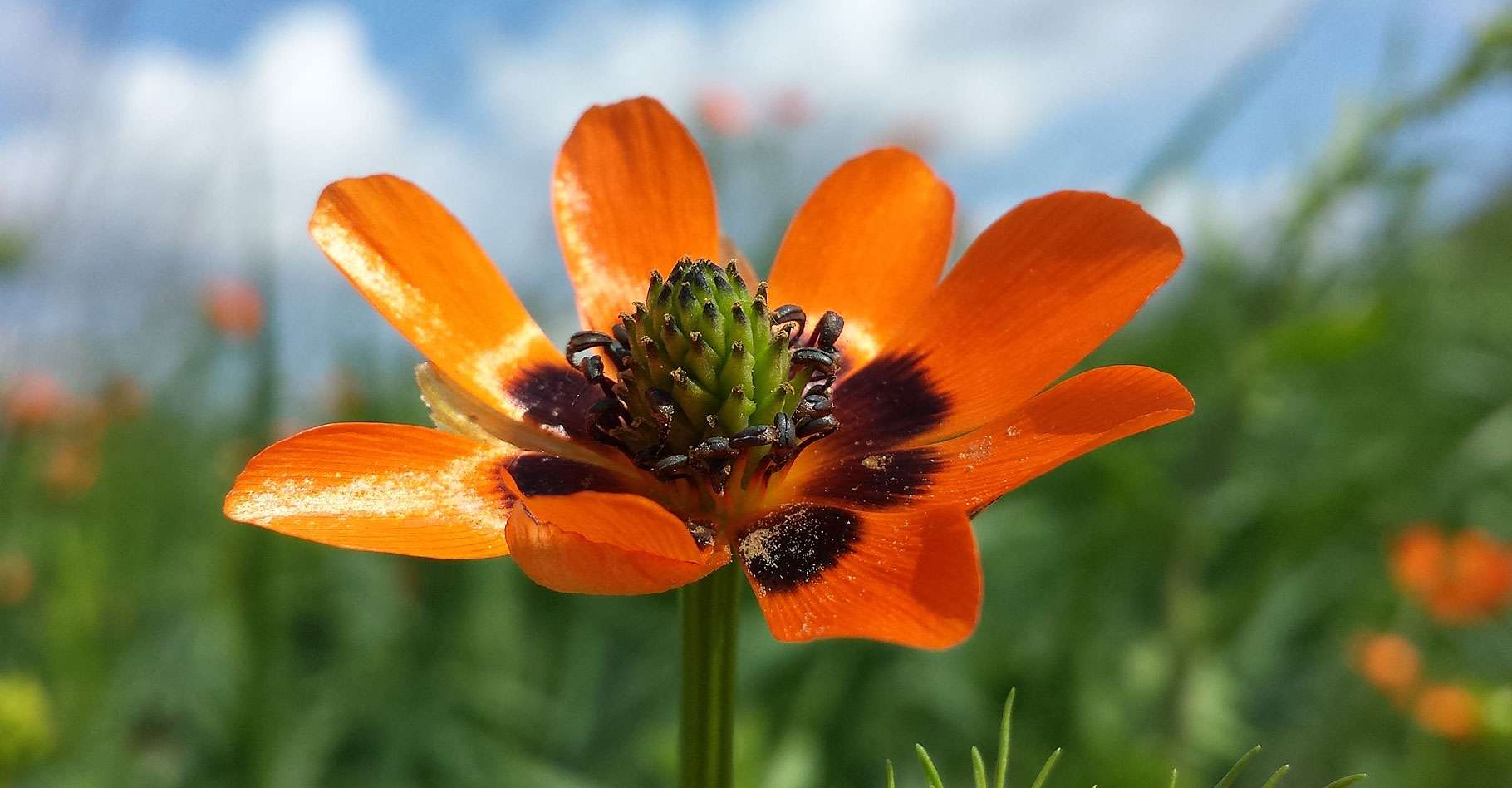 La flore du Parc | Dossier