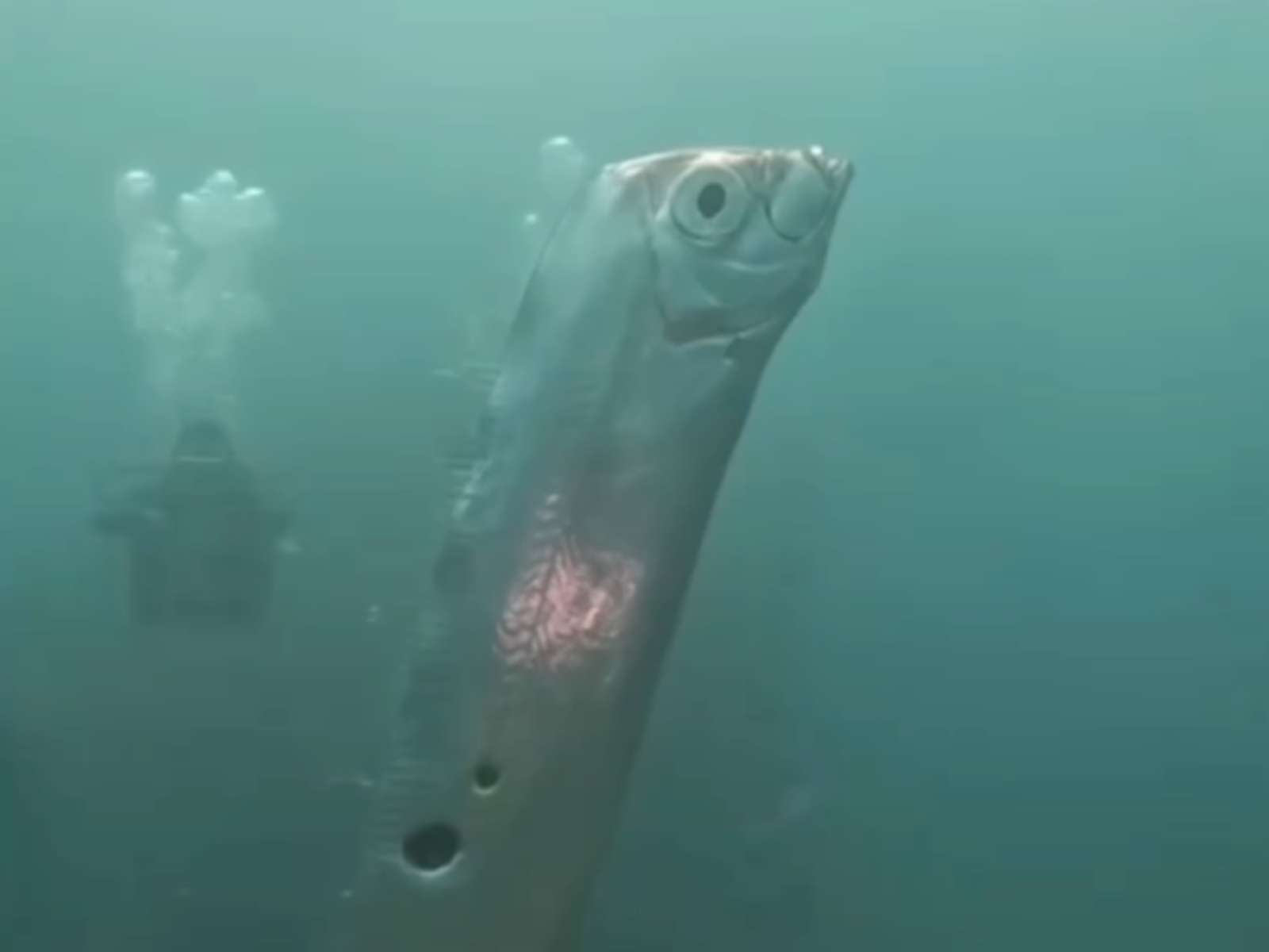Des plongeurs rencontrent un mystérieux poisson géant à Taïwan... et ...