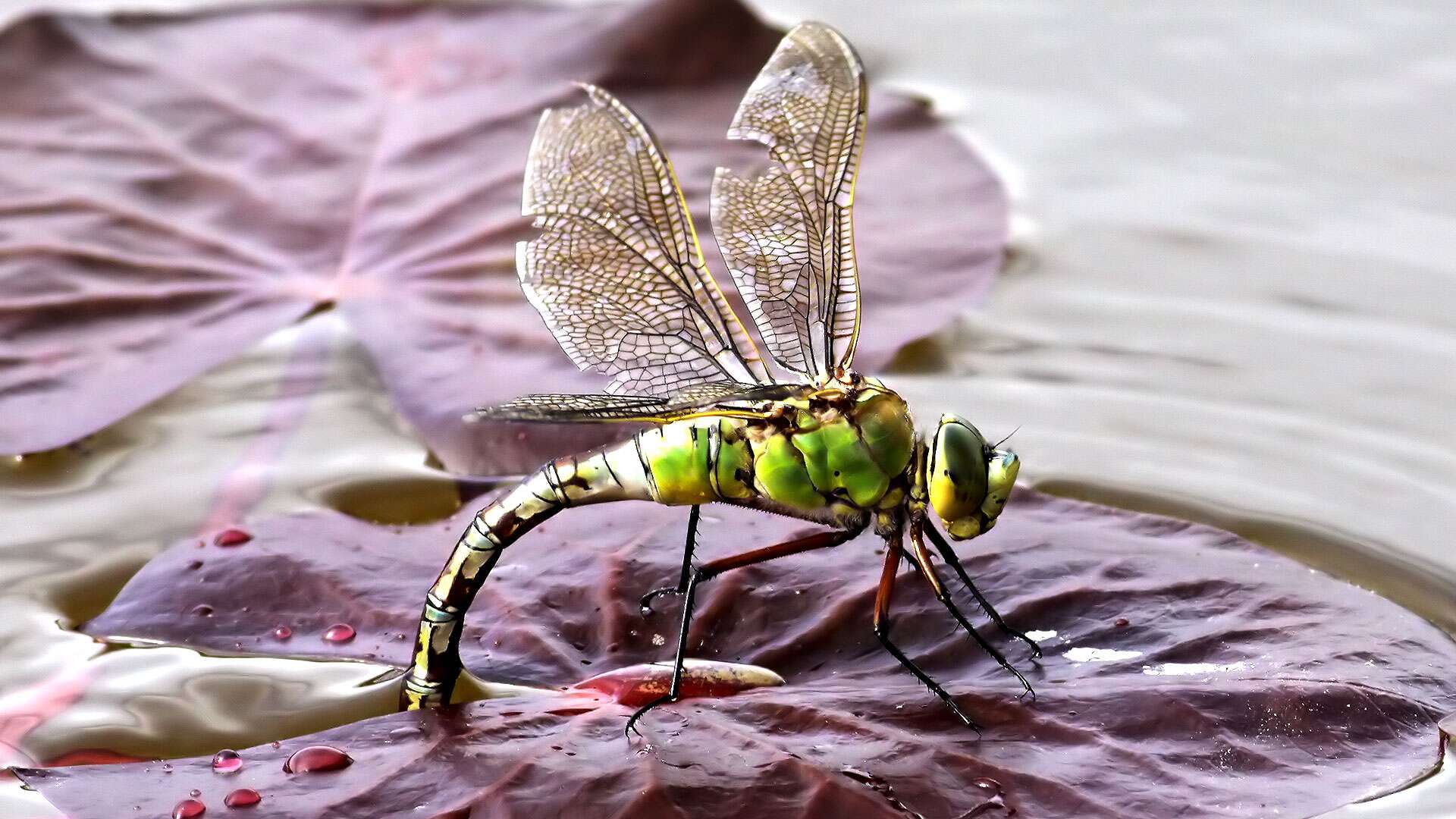 Voyage au pays des libellules en 23 photos