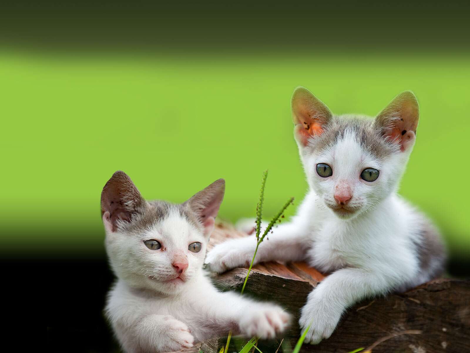 Chatons - Fond d'écran et images gratuites