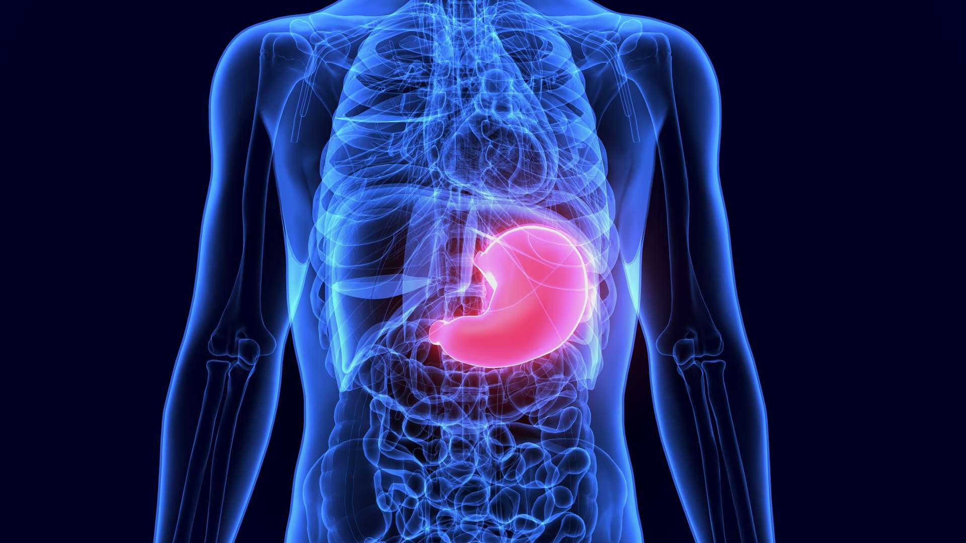 Définition | Estomac : fonction, anatomie et structure