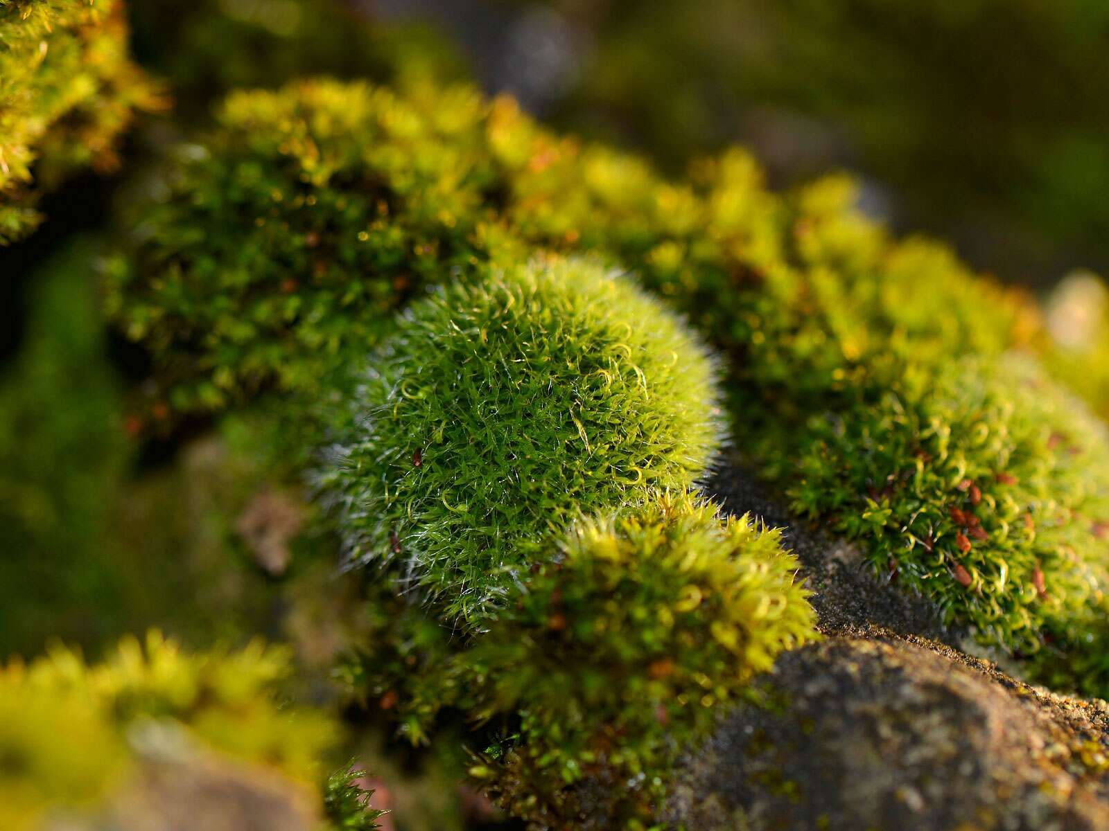 Les mousses ou Bryophyta sont dépourvues de racines, de lignine, leurs ...