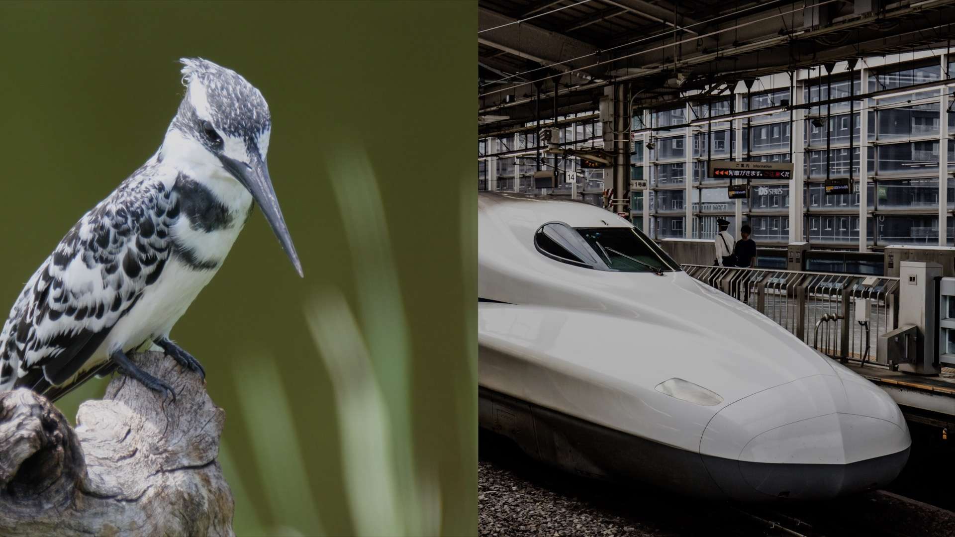 3 exemples de bio-inspiration