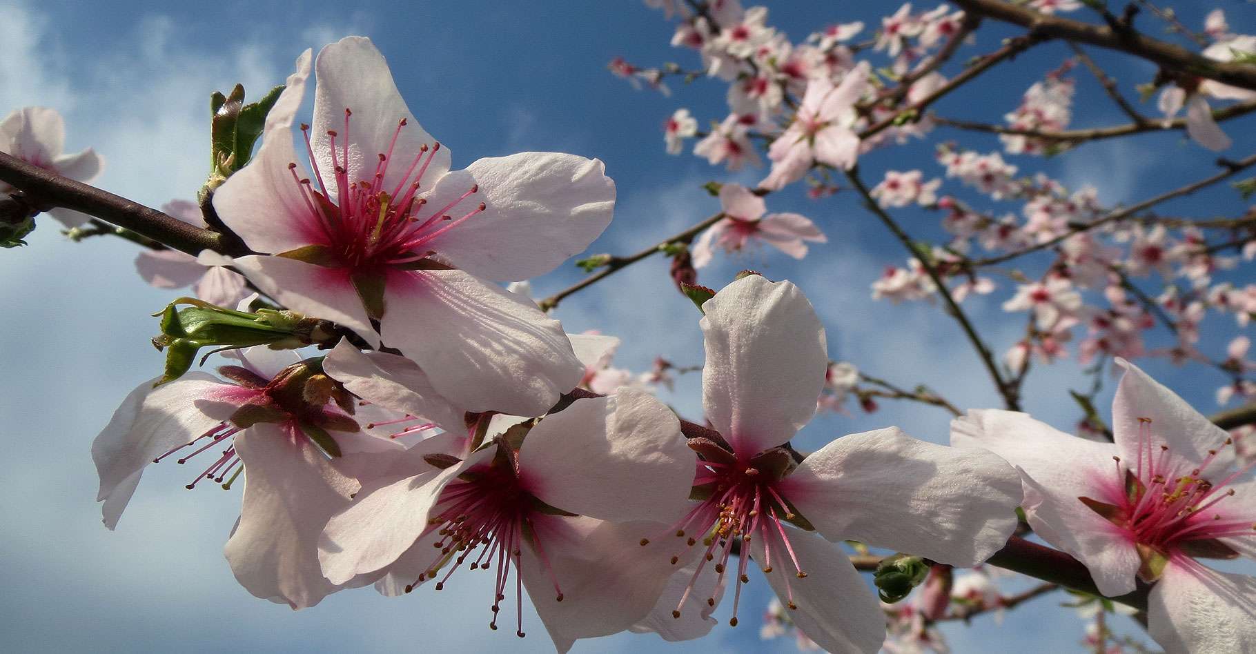Définition | Amandier - Prunus dulcis