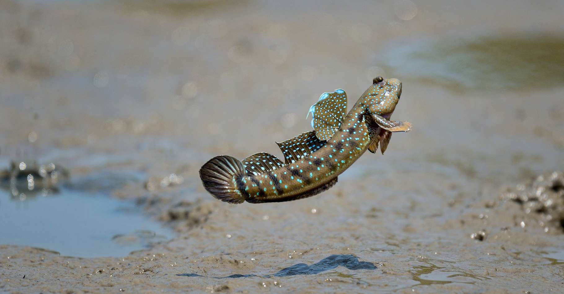 Bêtes de science : ce petit poisson a une mémoire d’éléphant