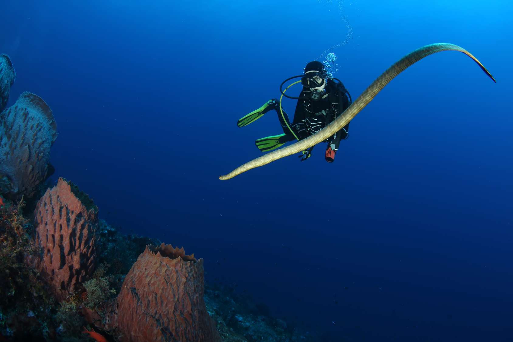 Science décalée : où les serpents de mer trouvent-ils de quoi boire