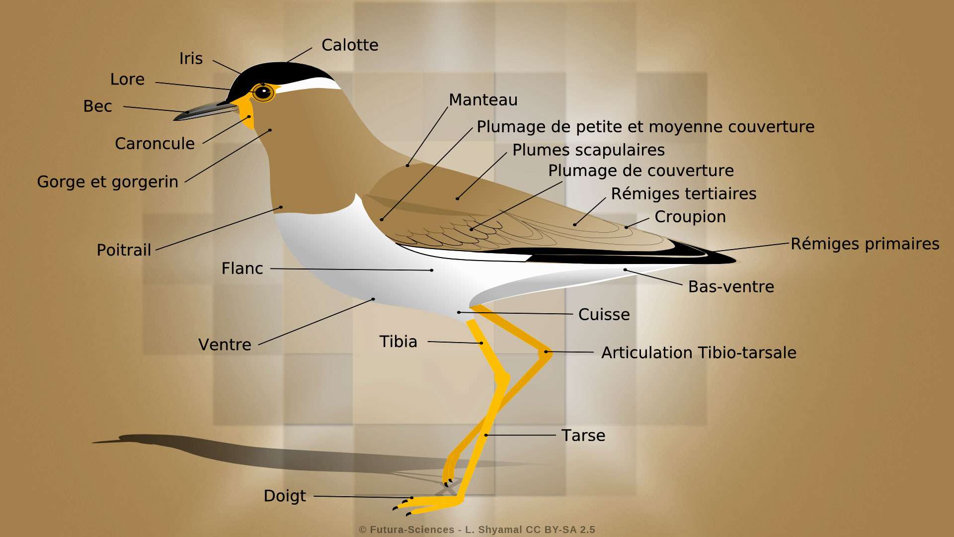 La caroncule, une excroissance capitale chez les oiseaux - Photos Futura