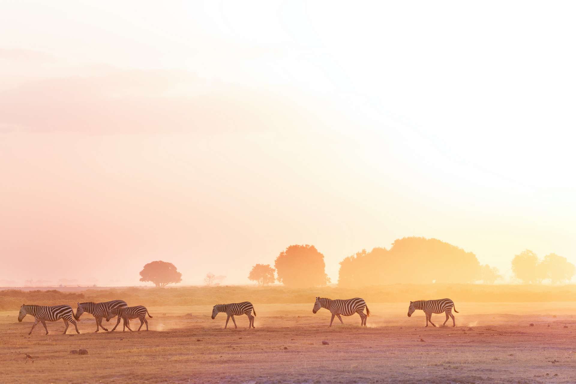 Migration animale : les mammifères terrestres qui parcourent les plus ...