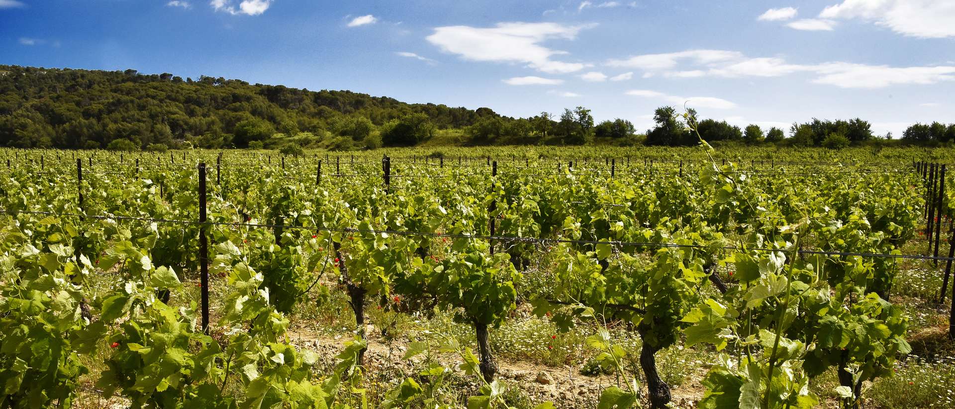 Haute Valeur Environnementale, vin bio, biodynamique, nature : comment ...