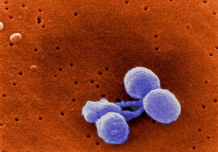Streptococcus tigurinus, une bactérie pathogène fraîchement découverte