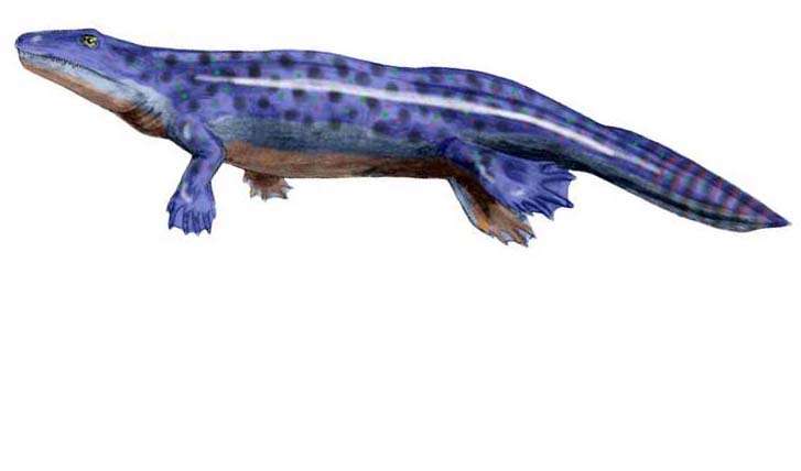 Définition | Exaptation : Définition, Origine et Exemples en Biologie