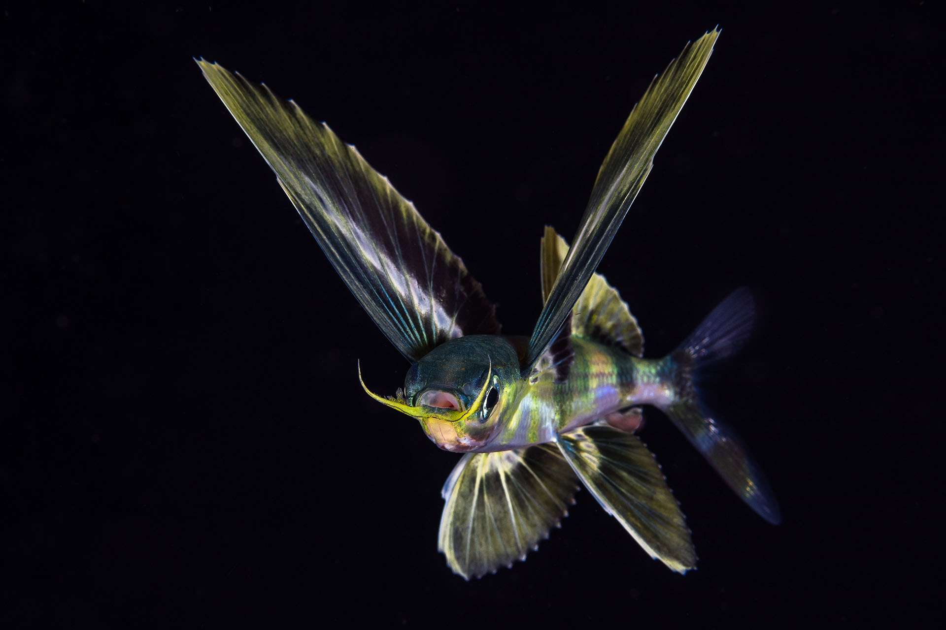 Surprenants poissons volants - Photos Futura