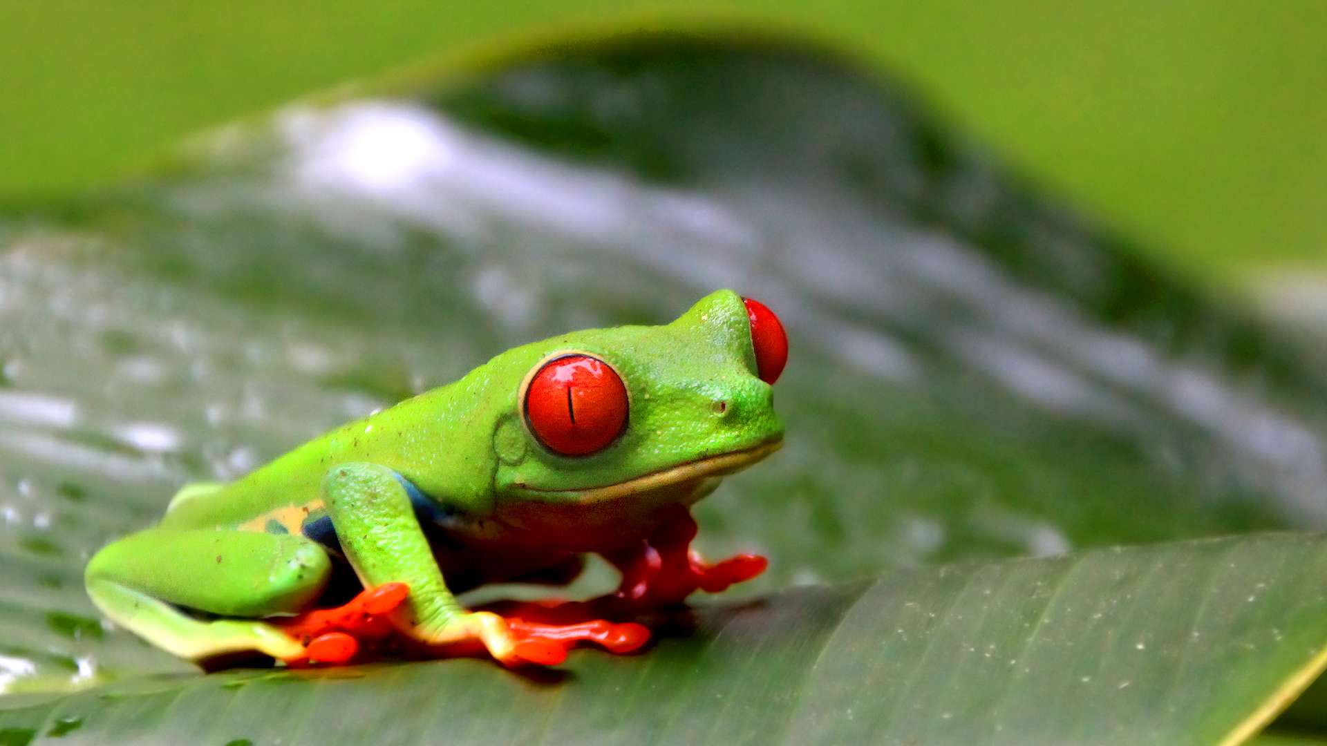 Voyage au Costa Rica, ce paradis sur terre, en 20 photos