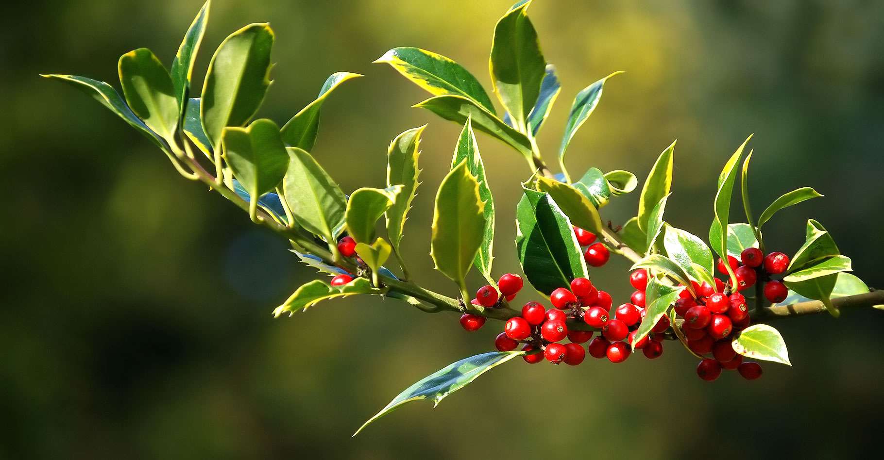 Définition | Houx commun - Ilex aquifolium