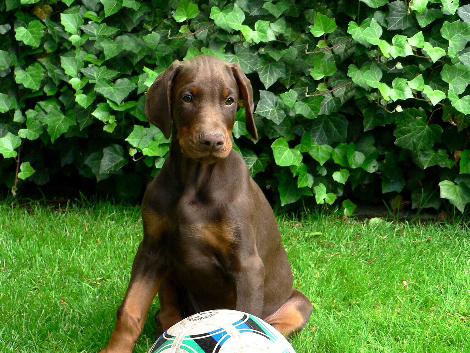 Chiot Dobermann joueur de foot - Fond d'écran et images gratuites