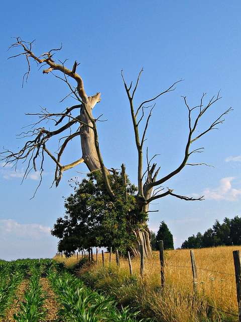 Définition | Sénescence | Futura Santé