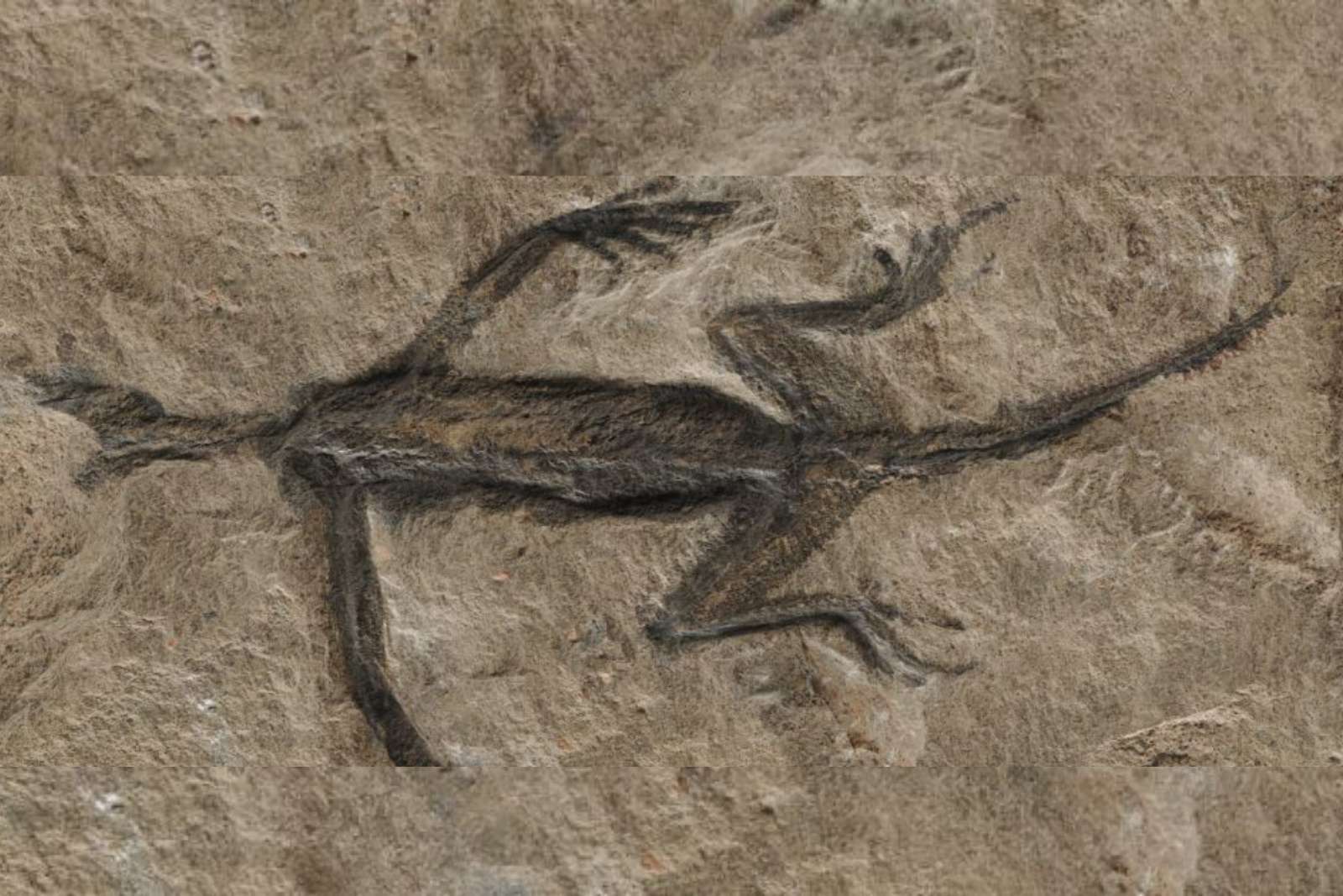 Un fossile étudié depuis 90 ans cachait ce détail… qui change tout